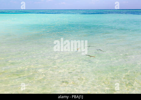 Baby Schwarzspitzen Riffhaie (Carcharhinus Melanopterus) im flachen ...