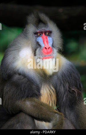 Erwachsenen Reifen männlichen Mandrill (Mandrillus Sphinx) kratzen ...