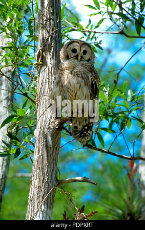 schöne Schlafende Eule mit natürlichen Hintergrund Stockfoto, Bild ...