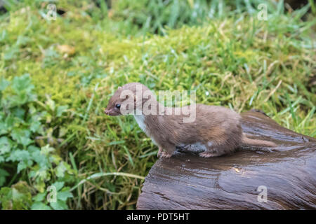 wenigsten Wiesel (Mustela Nivalis), am Wald Boden, Deutschland, Bayern ...