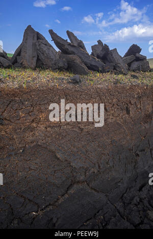 Querschnitt der Moorlandschaften, verfallenen Vegetation/Moos und ...