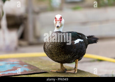 Große schöne schöne gemästet schwarzer und weißer moschus Ente draußen ...