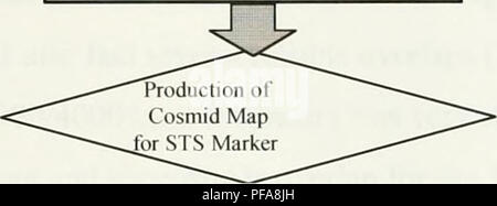 . Die Entwicklung einer cosmid Karte von Chromosom 12p13. Sweet Briar ...