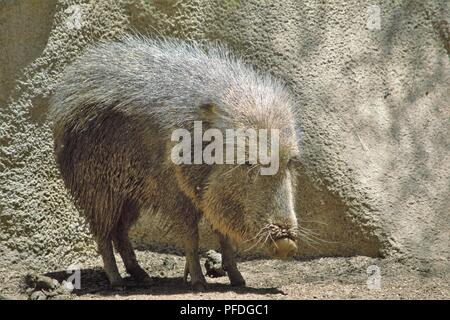Chaco Peccary Catagonus Wagneri Schwein Tier Stockfotografie - Alamy