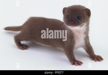Mindestens Wiesel (Mustela nivalis) baby Wiesel im Unterholz ...