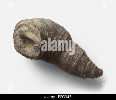 Rugose Korallen Fossil Stockfotografie - Alamy