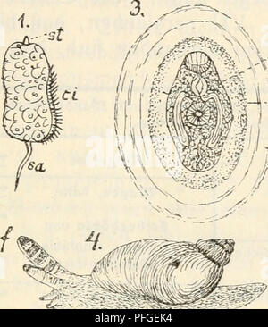Diese Arbeit untersucht Parasitismus im Tierreich und seine Rolle bei ...