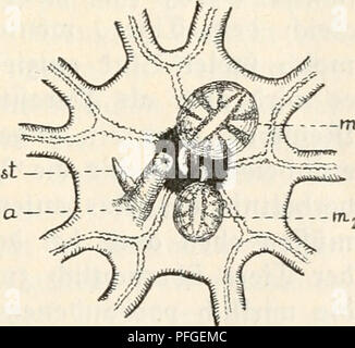 Diese Arbeit untersucht Parasitismus im Tierreich und seine Rolle bei ...