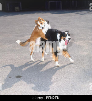 Zwei Hunde ficken kopulierenden Paarung Hündin Hundestrand Stockfoto ...