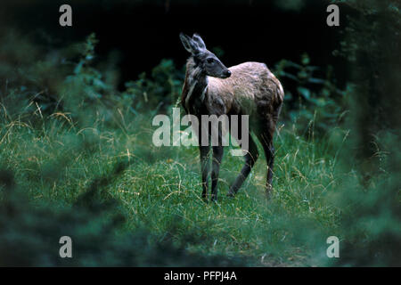 Sibirische Moschushirschen, Moschuss Moschiferus (anfällig), und Zwerg ...