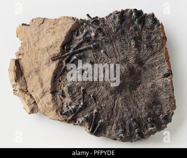 Fossile Seeigel Archaeocidaris Brownwoodensis Pennsylvannian alt aus ...