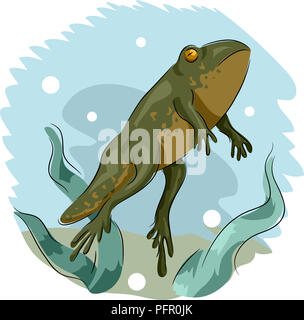 Darstellung des Lebenszyklus Frosch Stockfotografie - Alamy