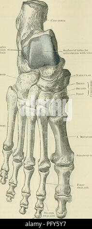 . Cunninghams Lehrbuch der Anatomie. Anatomie. 254 OSTEOLOGIE. Erst ...