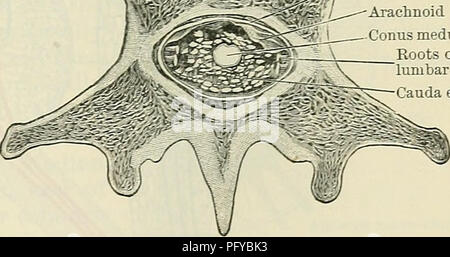 . Cunninghams Lehrbuch der Anatomie. Anatomie. Das rückenmark MEDULLA ...