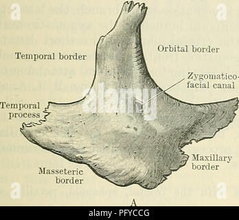 . Cunninghams Lehrbuch der Anatomie. Anatomie. PAETS abgeleitet aus dem ...