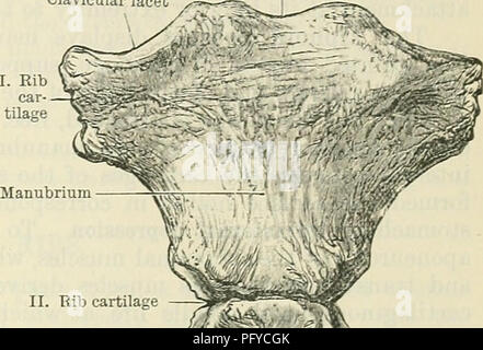 . Cunninghams Lehrbuch der Anatomie. Anatomie. Incisura terminalis ...