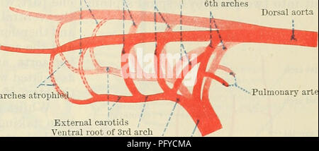 . Cunninghams Lehrbuch der Anatomie. Anatomie. Die PEIMITIVE VASCULAE ...