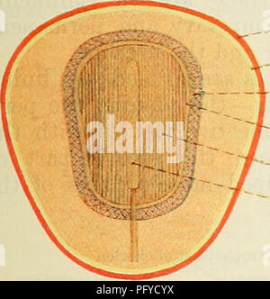 . Cunninghams Lehrbuch der Anatomie. Anatomie. Der âMesoderm amnion â â ...