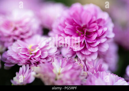 Schöne rosa Chrysanthemen als Hintergrund Bild. Chrysantheme ...