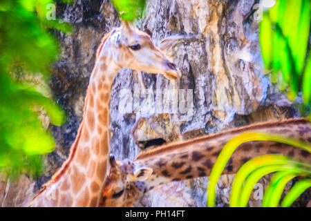 Soft Focus niedliche Giraffe Giraffa Camelopardalis, Säugetier ...