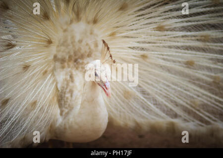 Schöne weiße Pfauen mit Federn aus. Weißer Pfau mit gespreizten Federn ...