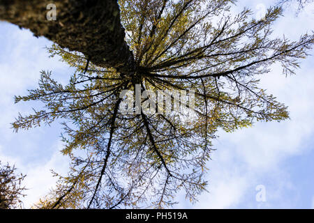 Lärche (Larix) Baumstamm Querschnitt: Baum-Ringe Stockfoto, Bild ...