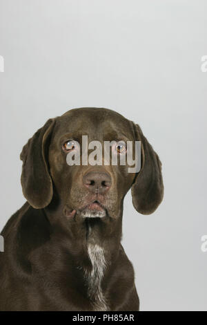 Deutsch Langhaar Zeiger-Porträt Stockfotografie - Alamy