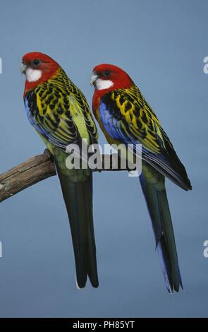 Vogel, Vögel, Sittich, Vogel, Vögel, Wellensittich, Rosellasittich ...