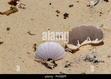 Seeigel Skelett am Strand Stockfoto, Bild: 146134583 - Alamy