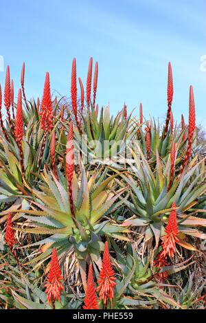 Blühende Aloe Vera
