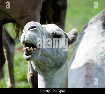 schiefe Zähne eines Kamels Stockfotografie - Alamy