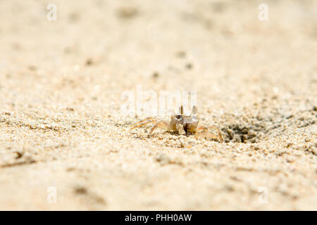 Kleine Krebse am Strand im Sand Stockfotografie - Alamy