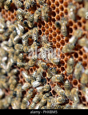 Bienen arbeiten auf Waben Stockfoto, Bild: 56580716 - Alamy
