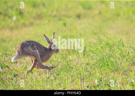 Hase Kaninchen springen Stockfoto, Bild: 83255913 - Alamy
