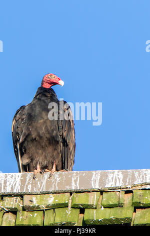 Truthahngeier thront auf einem Dach in Hueston Woods State Park, Ohio ...