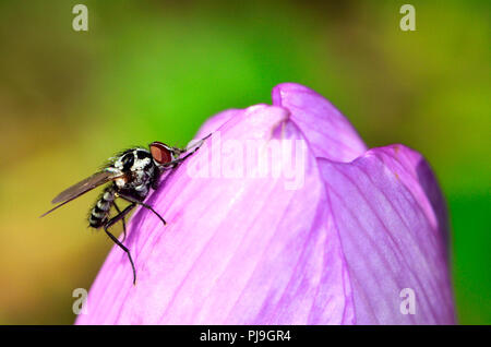 Schwarze und Weiße Fliege - Anthomyia procellaris (männlich) Kent, UK ...
