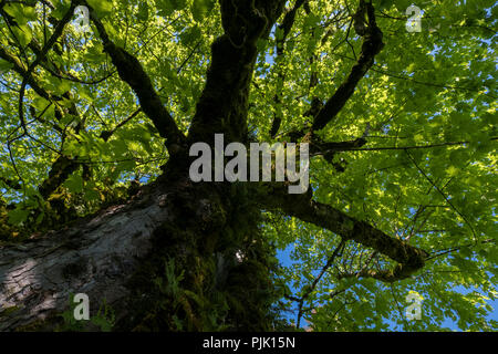 Bergahorn am Berg Laber, Oberammergau, Ammergauer Alpen, die ...