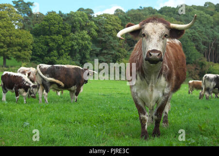 Longhorn-Rinder grasen auf einer Weide im Laureate Park Nachbarschaft ...