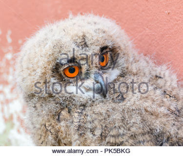 Junge Baby Uhu Stockfoto, Bild: 159700525 - Alamy