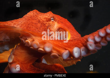 Pazifische Riesenkrake oder Nordpazifik Riesenkraken (Enteroctopus ...