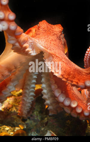 Pazifische Riesenkrake oder Nordpazifik Riesenkraken (Enteroctopus ...