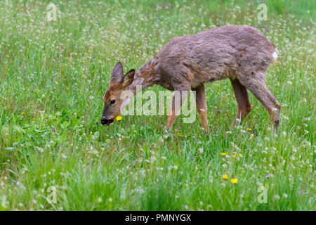 Europäische Rehe oder Western Reh (Capreolus Capreolus), Damhirschkuh ...