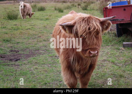 Highland Kuh, Highland Bulle, Langhaar Kuh Kuh mit Hörnern, Bull mit ...