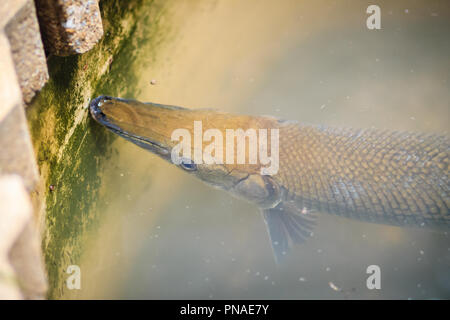 Alligator gar (Atractosteus spatula) Fisch schwimmt in den Teich im ...