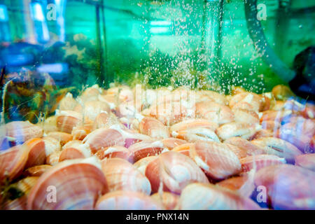 Lebende Muscheln sind im Aquarium, Tank an der traditionellen Seafood ...