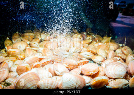 Lebende Muscheln sind im Aquarium, Tank an der traditionellen Seafood ...
