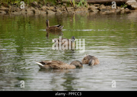 Enten in ihrem natürlichen Lebensraum Stockfoto, Bild: 48169849 - Alamy