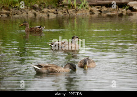 Enten in ihrem natürlichen Lebensraum Stockfoto, Bild: 48169849 - Alamy