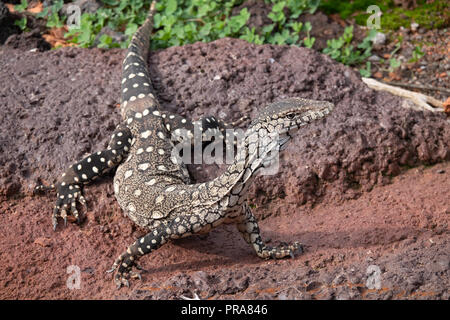 Warane, grosse Echsen der Gattung Varanus, beheimatet in Afrika, Asien ...