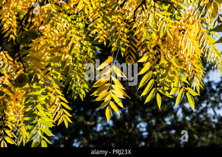 Juglans nigra, östlichen Nußbaum (Rinde Stockfotografie - Alamy